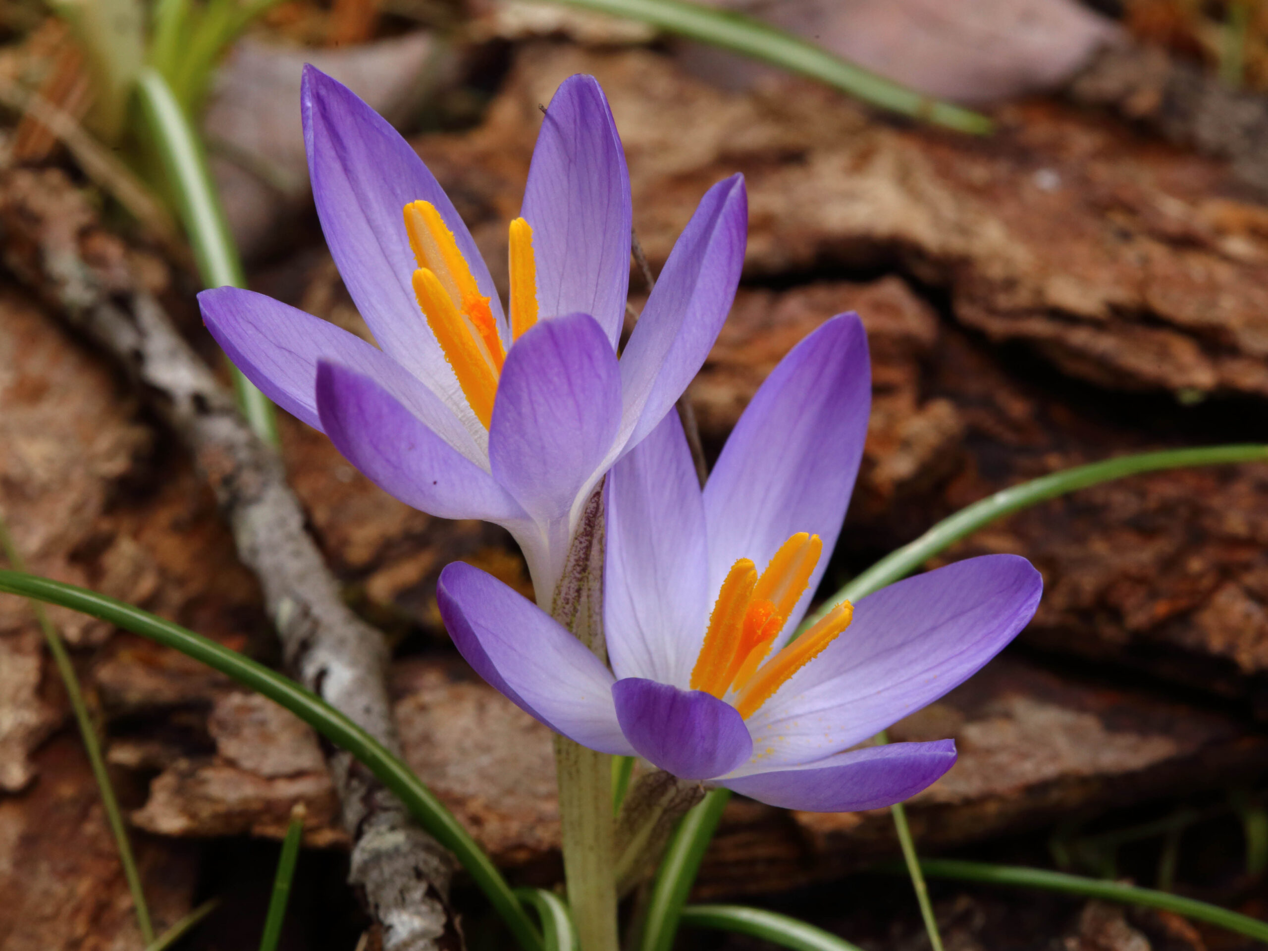 Flowers spring to life | News, Sports, Jobs - Adirondack Daily Enterprise